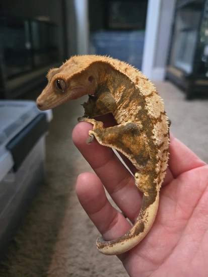Import Male Tricolor Crested Gecko by Blood Moon Reptiles