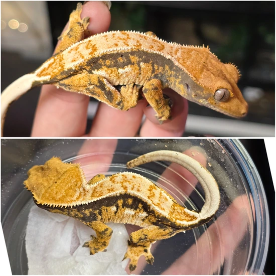 Canadian Lineage Tricolor Crested Gecko by Blood Moon Reptiles