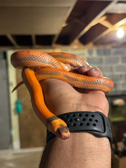 Honduran X Pueblan Milksnake Honduran Milk Snake by Bloodninja Exotics