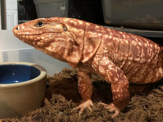 Red Tegu Argentine Tegus by Next Generation Morphs