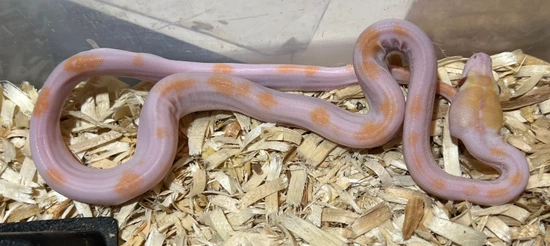 Extreme High White Albino Pied Reticulated Python by Next Generation Morphs