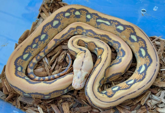 Caramel Tiger Reticulated Python by Next Generation Morphs