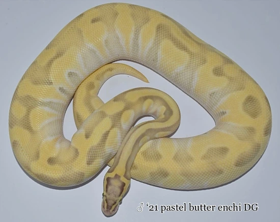 Pastel Butter/lesser Enchi DG Ball Python by Next Generation Morphs