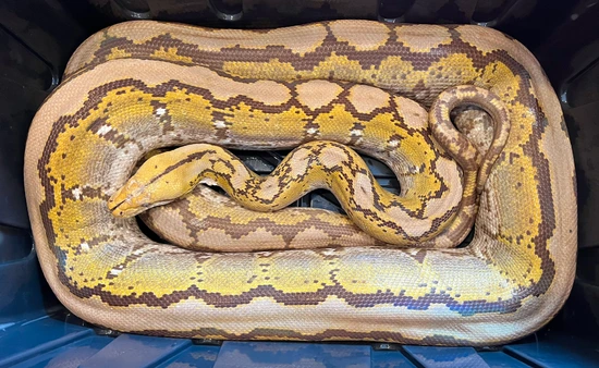 Blonde Motley Reticulated Python by Next Generation Morphs