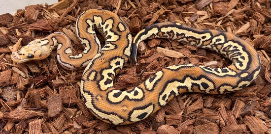 Pompeii Ball Python by Next Generation Morphs