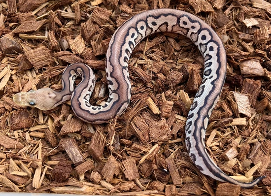 SN Firemon Clown Ball Python by Next Generation Morphs