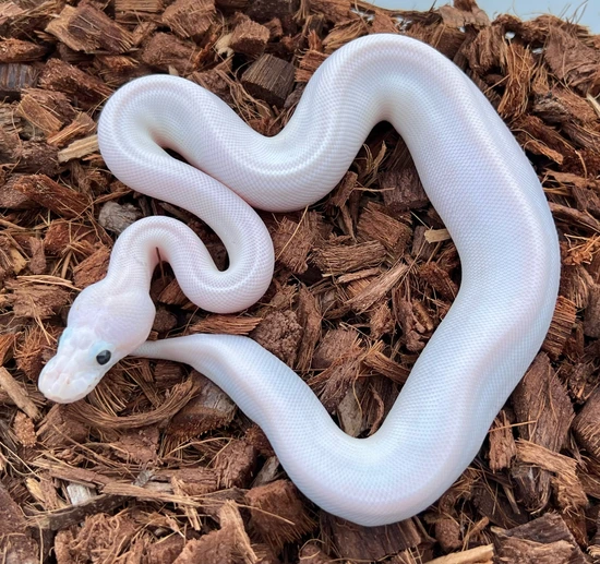 Super Fire (Super) Spotnose And/or (Super) Chocolate (YB Cinnamon) Het ...