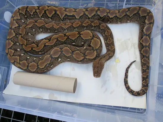 Pure Madu Super Dwarf Retic Reticulated Python by Blood Pythons UK