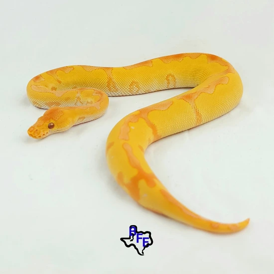 Enchi YB Lav Clown (GRAIL) Het Piebald Ball Python by Blue Family Exotics