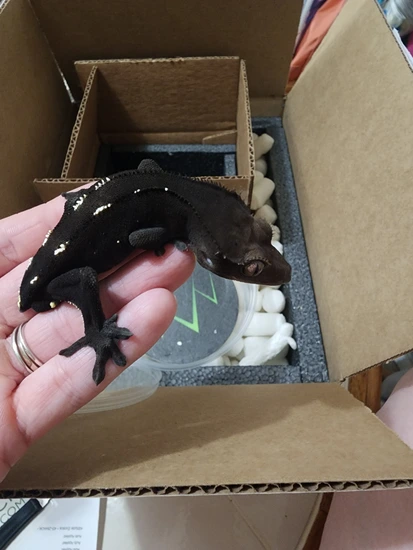 Visual Axanthic Crested Gecko by Mitten State Exotics