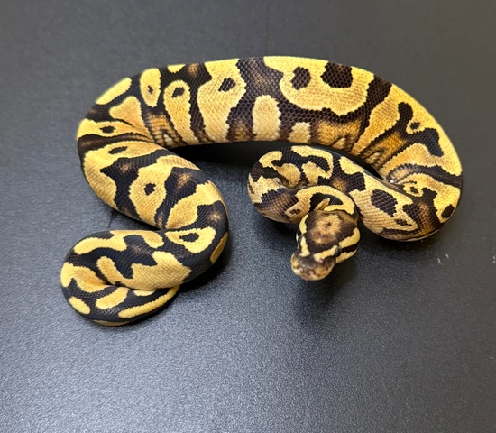 Orange Dream Vanilla YB Dbl Het DG/Clown Ball Python by Blue and Gold ...