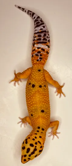 Lava Firewater Blood Tangerine Leopard Gecko by BlueBone Exotics