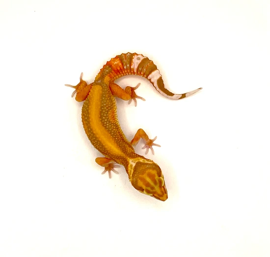 High Contrast Tangerine Banded Leopard Gecko by BlueBone Exotics