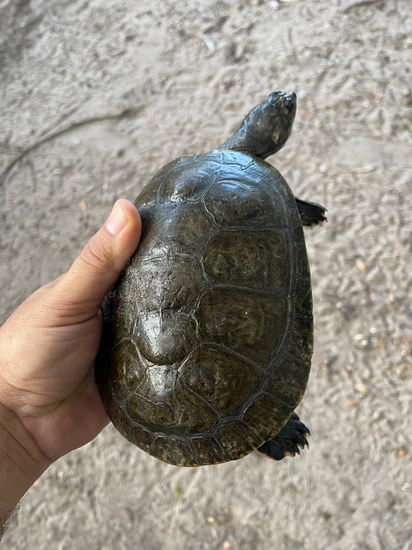 1.1 CBB Podocnemis Vogli - South American Savannah Sideneck Turtle More ...