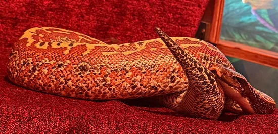“Mako” Batik #3 From NoiJoulclutch1-2023 Blood Python by Bluebonnet ...