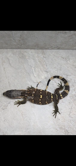 USCBB Black Throated Monitor Black-Throated Monitor by Blue Mountain ...