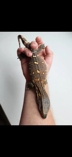 USCBB Black Throated Monitor Black-Throated Monitor by Blue Mountain ...