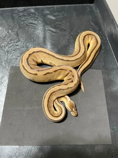 PB G-stripe Pastel Het Monarch Ball Python by Maddox Morphs