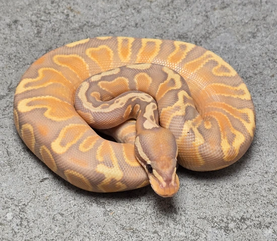 Ghi Yellow Belly + Banana Ghi Yellow Belly Für Hamm Ball Python by ...