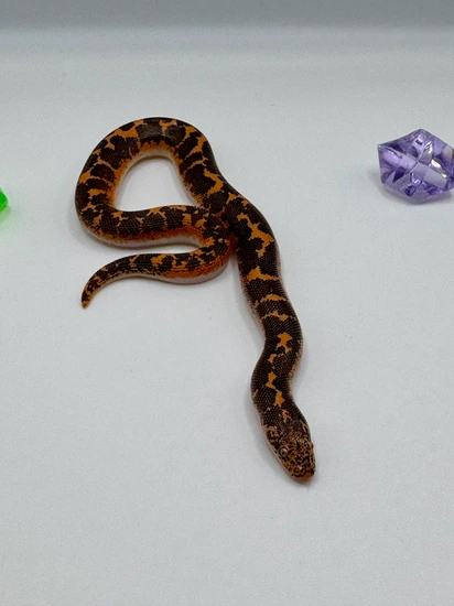 Normal Splash Male Kenyan Sand Boa by Buried Treasure Boas
