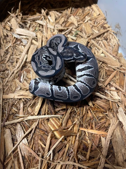 VPI Axanthic Ball Python by B.a.d. Balls