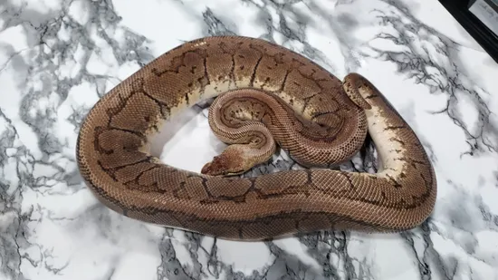 Arroyo Blast Ball Python by BND Morphs