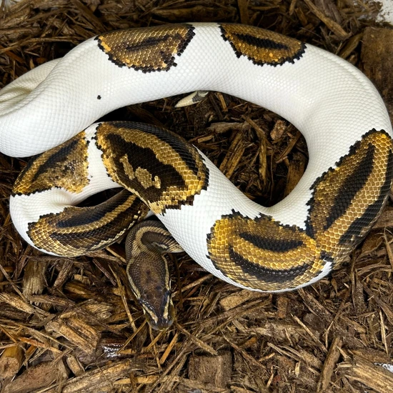 Leopard Yellowbelly Pied Ball Python by BNExotics