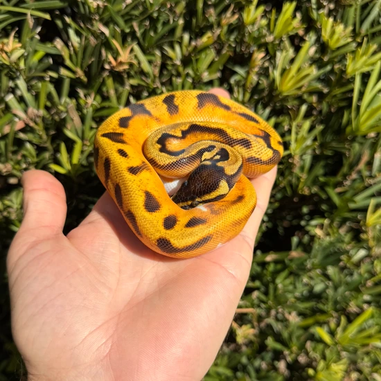 Od Enchi Pied Ball Python by BNExotics