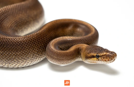 Patternless Ball Python by Nixon Reptiles