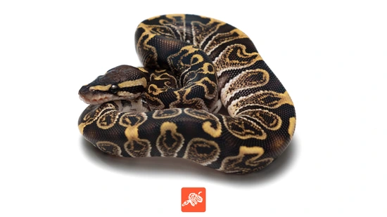 Ghi DH Hypo Puzzle Ball Python by Nixon Reptiles