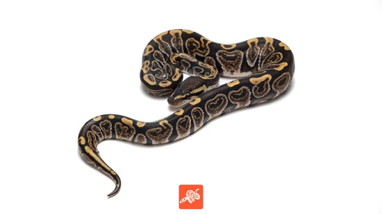 Ghi DH Hypo Puzzle Ball Python by Nixon Reptiles
