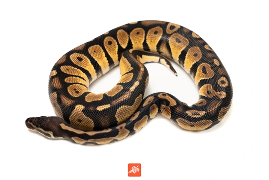 Pastel Blackhead Het Sunset Ball Python by Nixon Reptiles