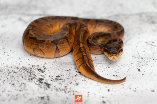 Sunset Ball Python by Nixon Reptiles