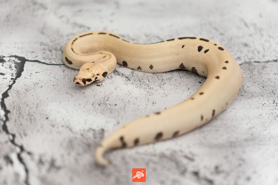 Magpie Blood Python by Nixon Reptiles