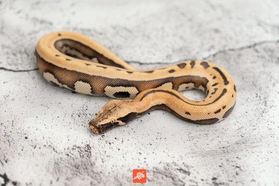 Golden Eye Blood Python by Nixon Reptiles