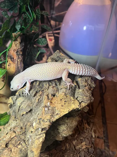 Adult Male Blizzard Leopard Gecko by Black Fang Morphs