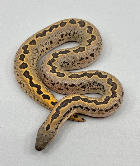 Spotted Stripe Rough-Scaled Sand Boa by Boaeryx LLC