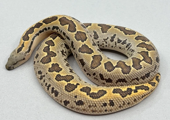 Het Spotted Stripe Rough-Scaled Sand Boa by Boaeryx LLC