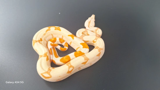 Sharp Sunglow Het Snow Boa Constrictor by Extrem Selective Breeding