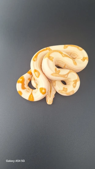 Sharp Junglow Het Snow Boa Constrictor by Extrem Selective Breeding