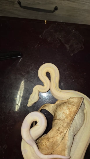 Sharp Snow Junglow Boa Constrictor by Extrem Selective Breeding
