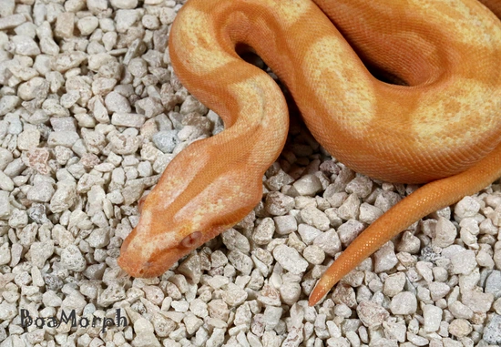 IMG Lipstick-Line Sunglow RLT Motley Poss Jungle Het Anery Boa ...