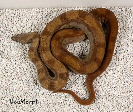 Lipstick-Line Hypo RLT Motley Het Moonglow Boa Constrictor by BoaMorph