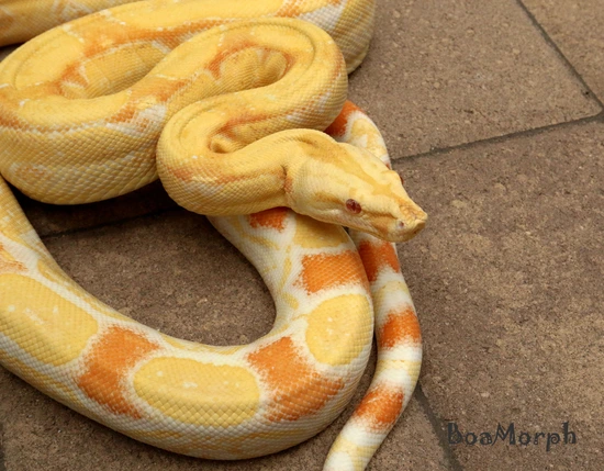Low Reserve! - RLT Sharp Albino Het Anery - Proven Breeder Boa ...