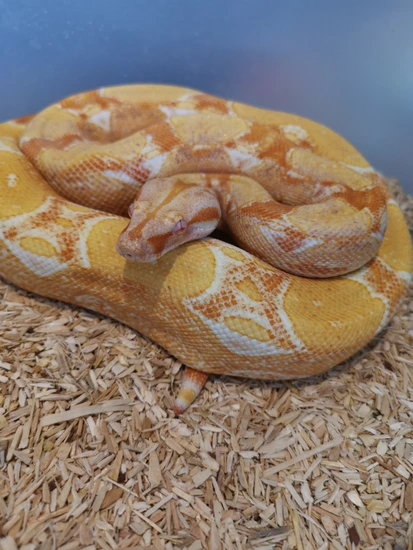 Purple Pastel Albino Boa Constrictor by Sharplineboasdk