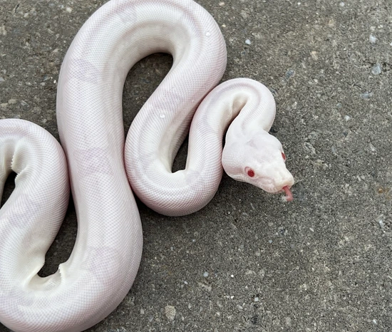 Sharp Snow Fire Boa Constrictor by BOA ZONE