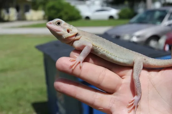 Hypo Translucent Zero Bearded Dragon Central Bearded Dragon by Herp ...