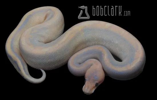 Enchi Mimosa Ball Python by Bob Clark Reptiles