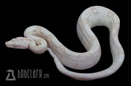 Sharp Snow Boa Constrictor by Bob Clark Reptiles