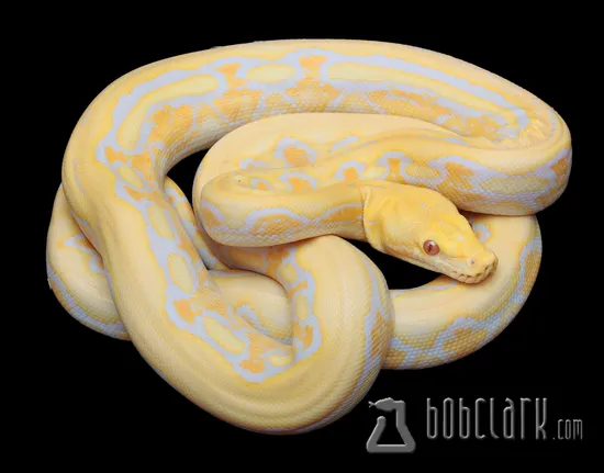 Lavender Albino Tiger Reticulated Python by Bob Clark Reptiles